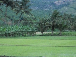 Venture Pal Advs: Amirthi Forest, Vellore